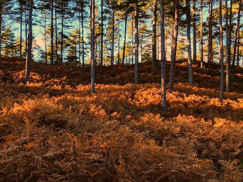 Camore Wood - Scotlandguides