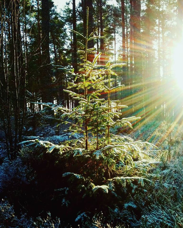 Camore Wood - Scotlandguides
