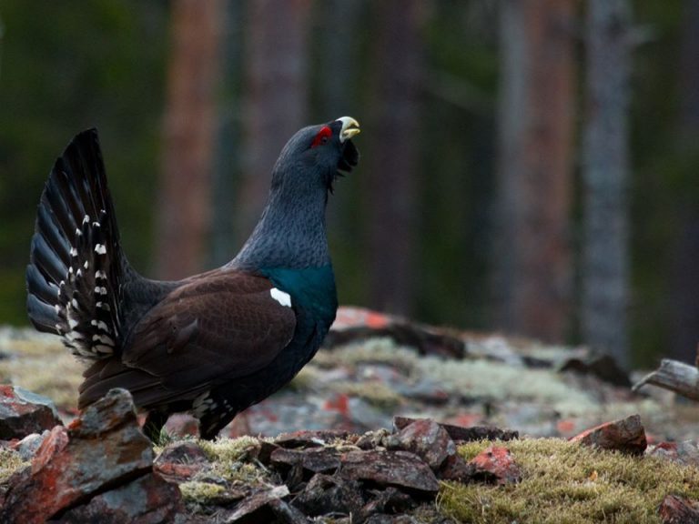 Birds in Scotland - Scotlandguides