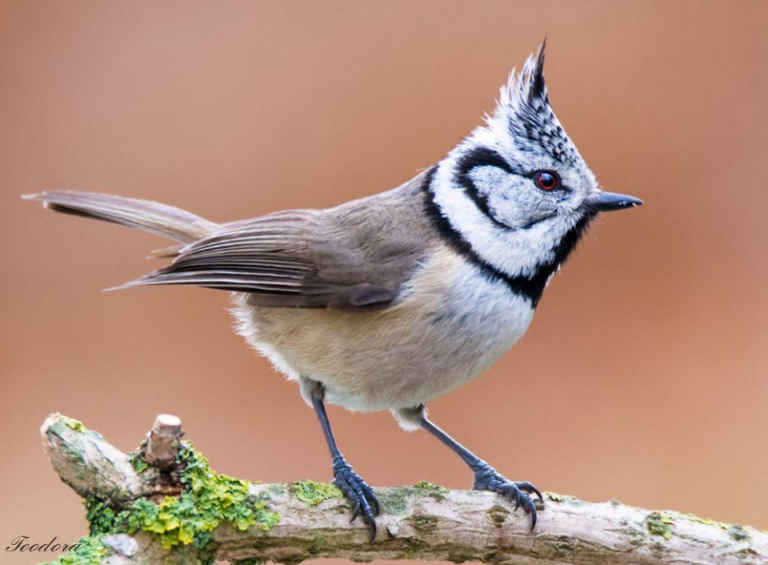 Birds in Scotland - Scotlandguides