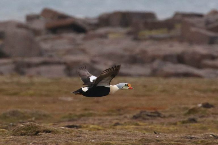Birds in Scotland - Scotlandguides