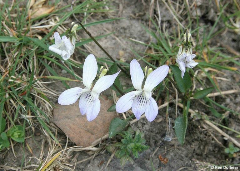 The famous Flowering plants in scotland - Scotlandguides