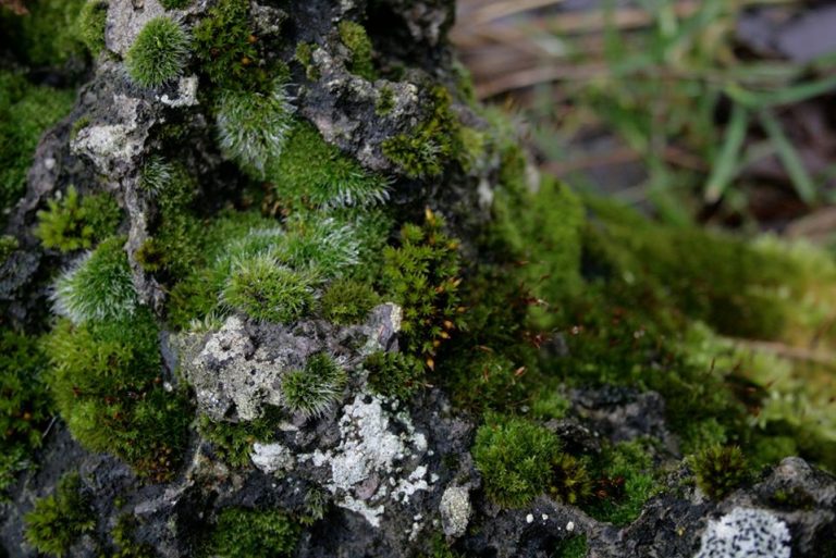 Lichens in Scotland - Scotlandguides