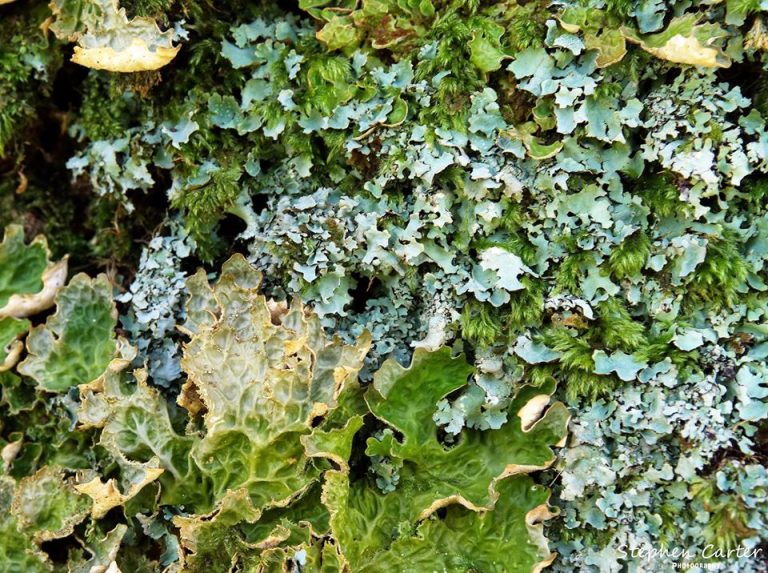 Lichens in Scotland - Scotlandguides