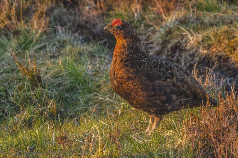 Birds in Scotland - Scotlandguides