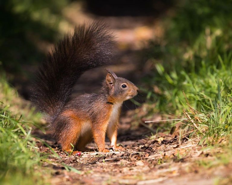 Red squirrel - one of scotland most well loved mammals - Scotlandguides
