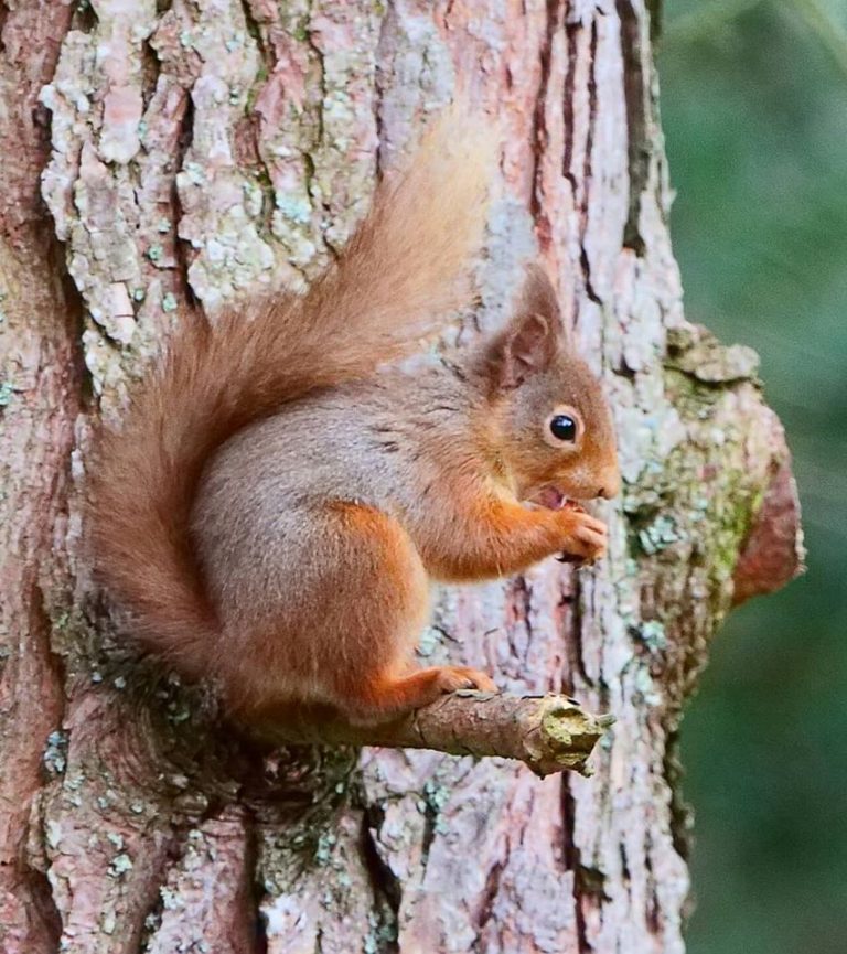 Red squirrel - one of scotland most well loved mammals - Scotlandguides