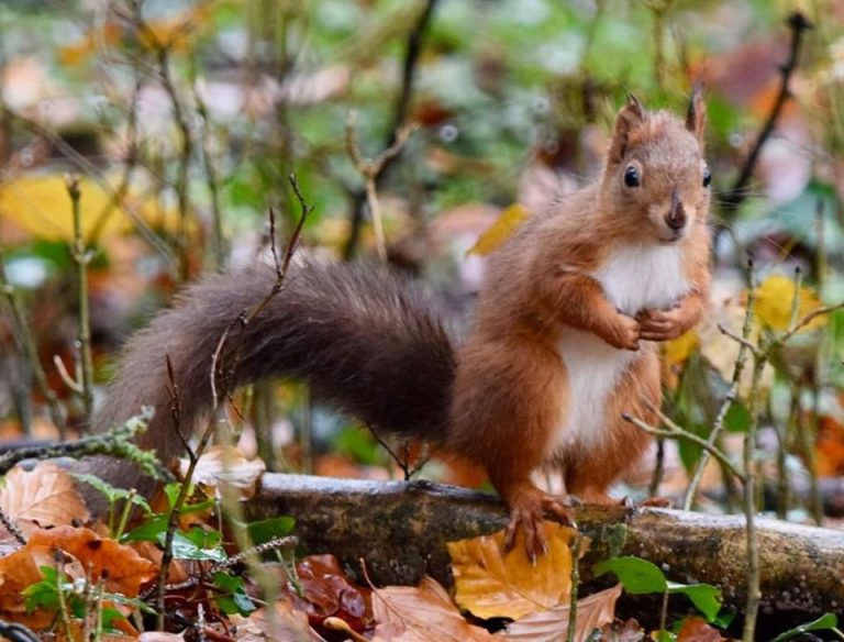 Red squirrel - one of scotland most well loved mammals - Scotlandguides