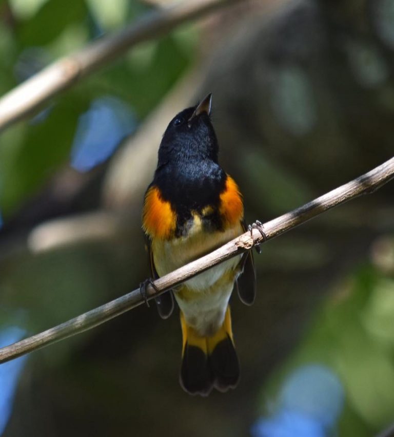 Birds in Scotland - Scotlandguides