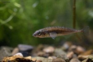 Freshwater fish in Scotland - Scotlandguides
