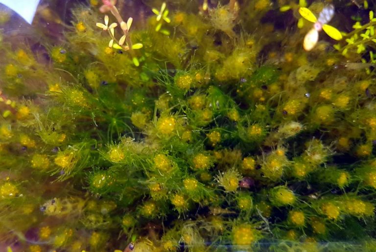 Stoneworts- algae of coastal lagoons - Scotlandguides