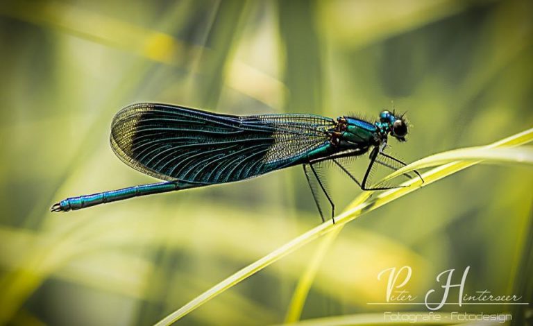 What is special about dragonflies and damselflies? - Scotlandguides