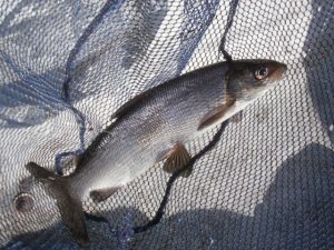 Freshwater fish in Scotland - Scotlandguides