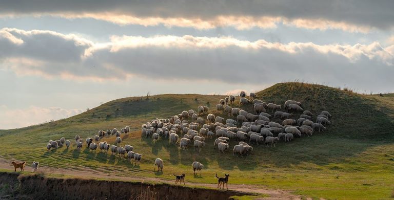 Mountain heaths and bogs in Scotland - Scotlandguides
